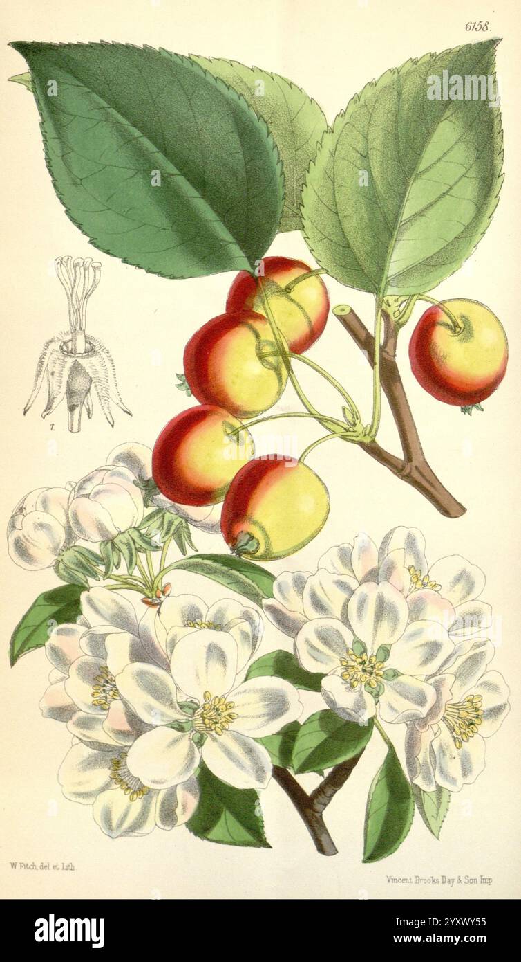 Apple tree components hi-res stock photography and images - Alamy