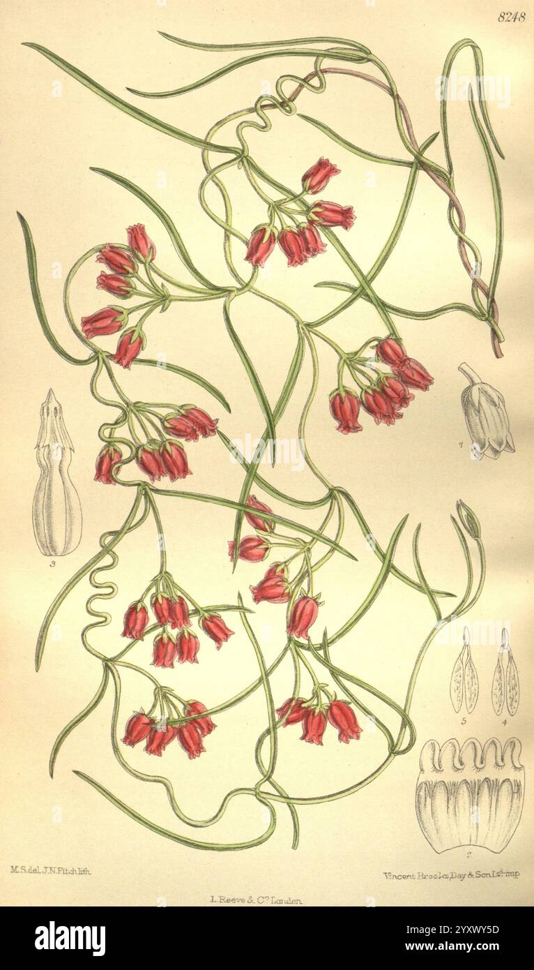 Curtis's botanical magazine, London, New York, botanical illustration ...