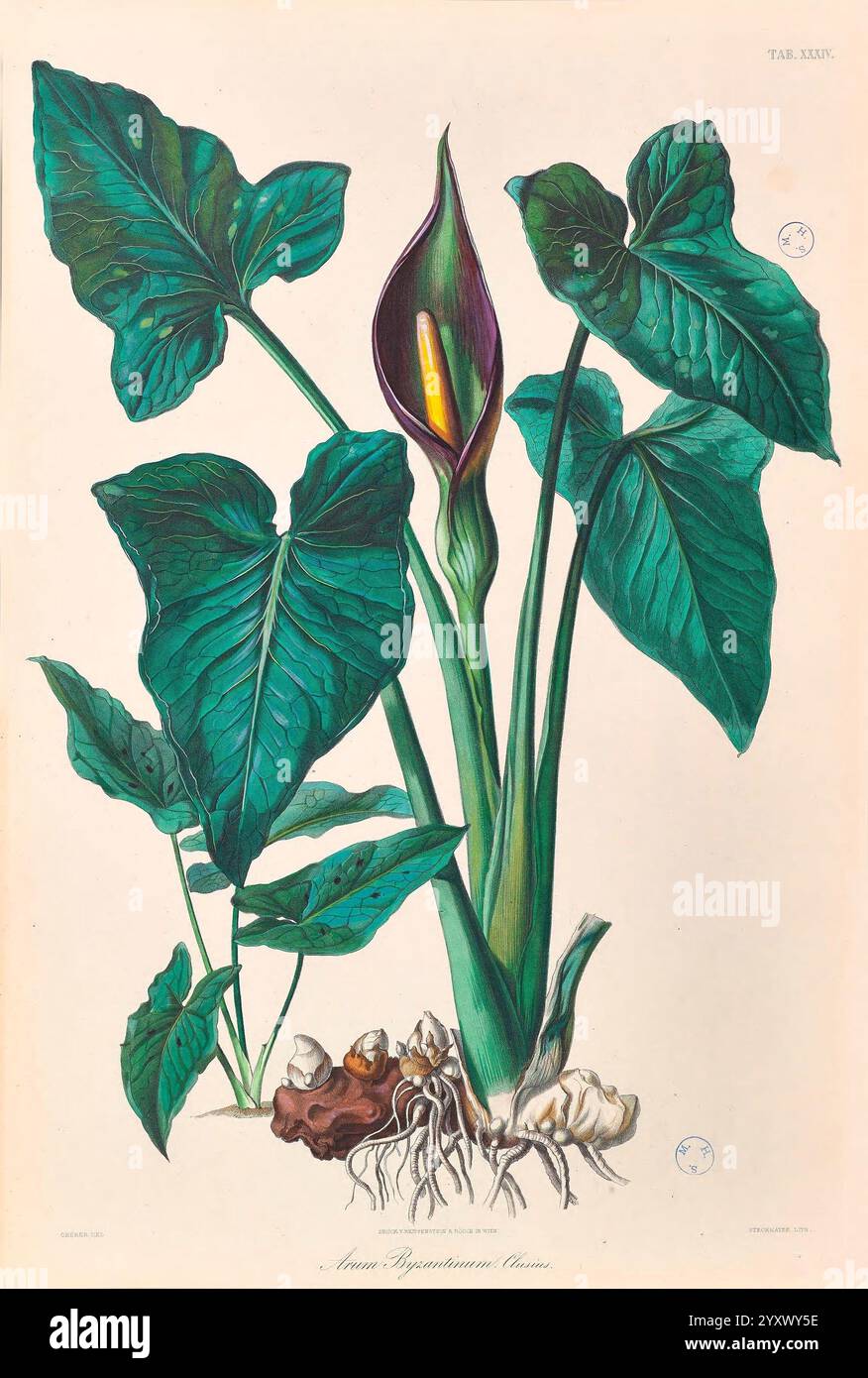 Robust growth structure hi-res stock photography and images - Alamy