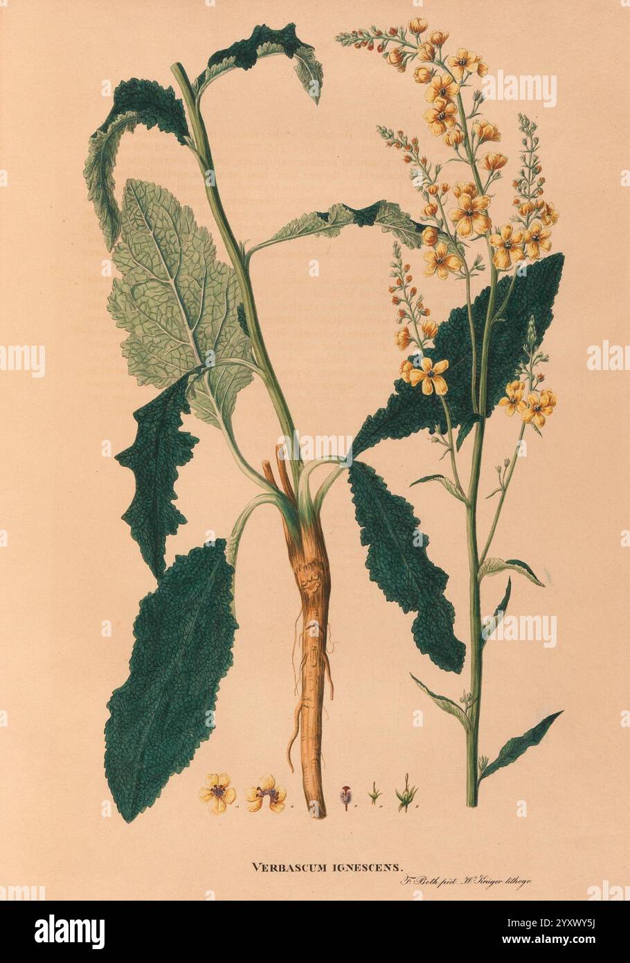 Hortus canalius, Prague, Ex typo et litho-graphia Theophili Haase, 1823 ...