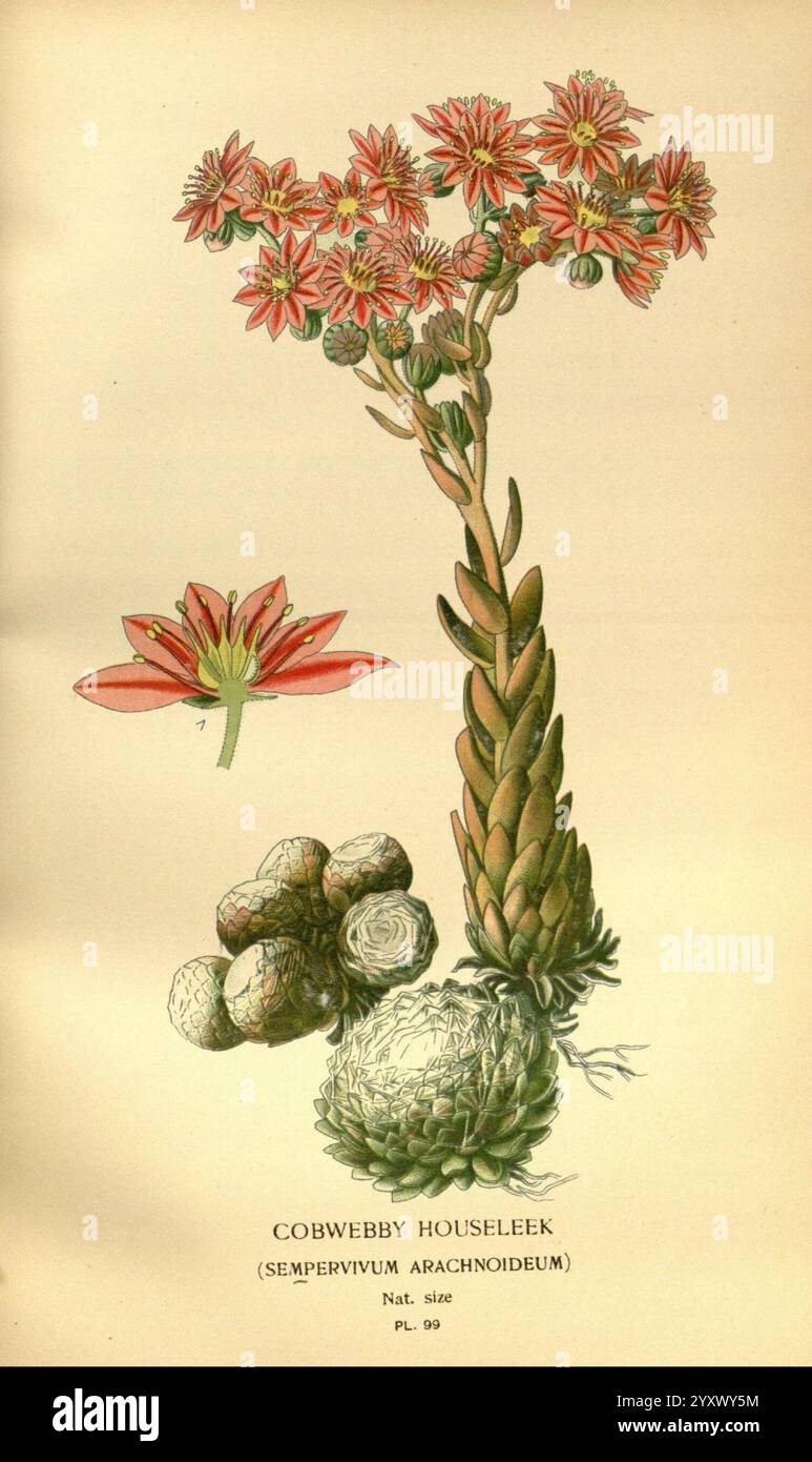 Plants ornamental sempervivum arachnoideum sempervivum arachnoid hi-res ...