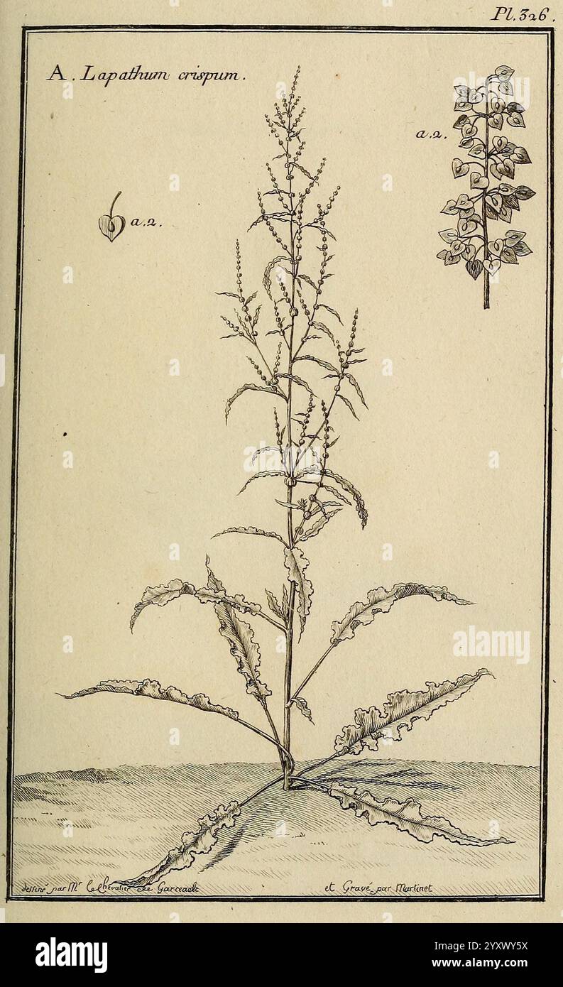 Slender plant identified hi-res stock photography and images - Alamy