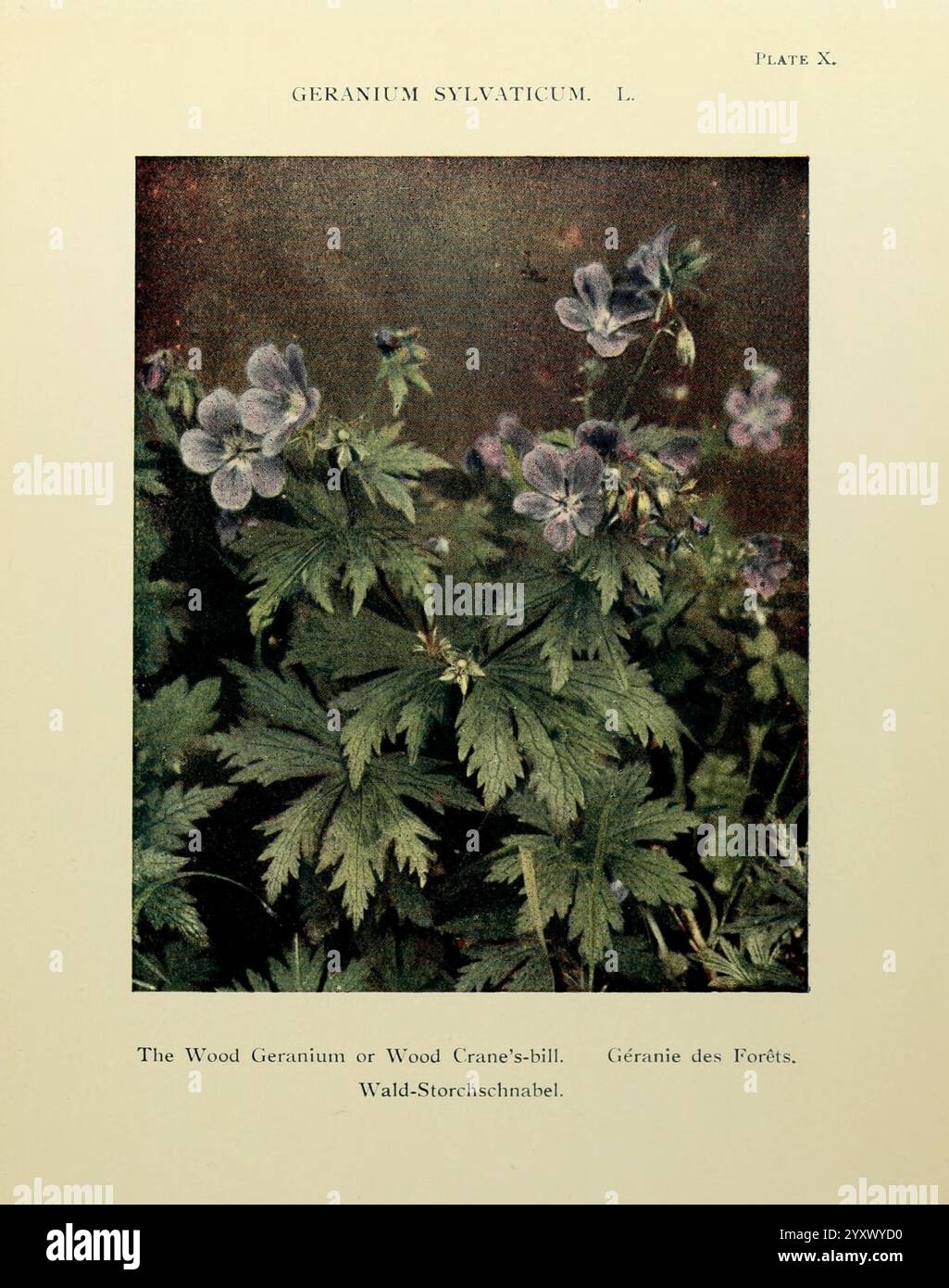 Purple setting names hi-res stock photography and images - Alamy