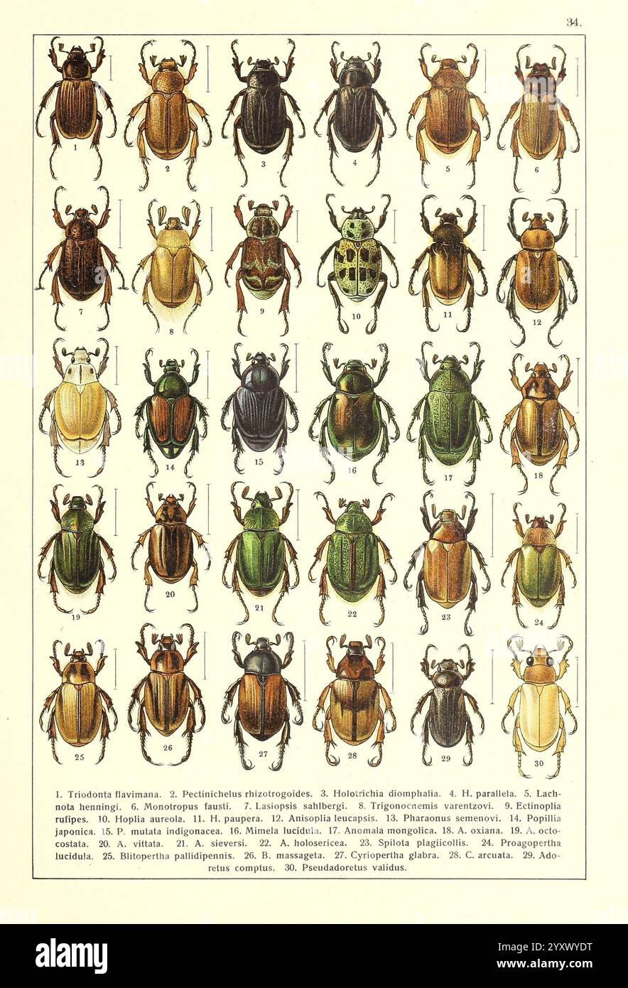 Zhuki Rossii i zapadnoĭ Evropy S.-Peterburg Devrien 1905-1915 Beetles ...