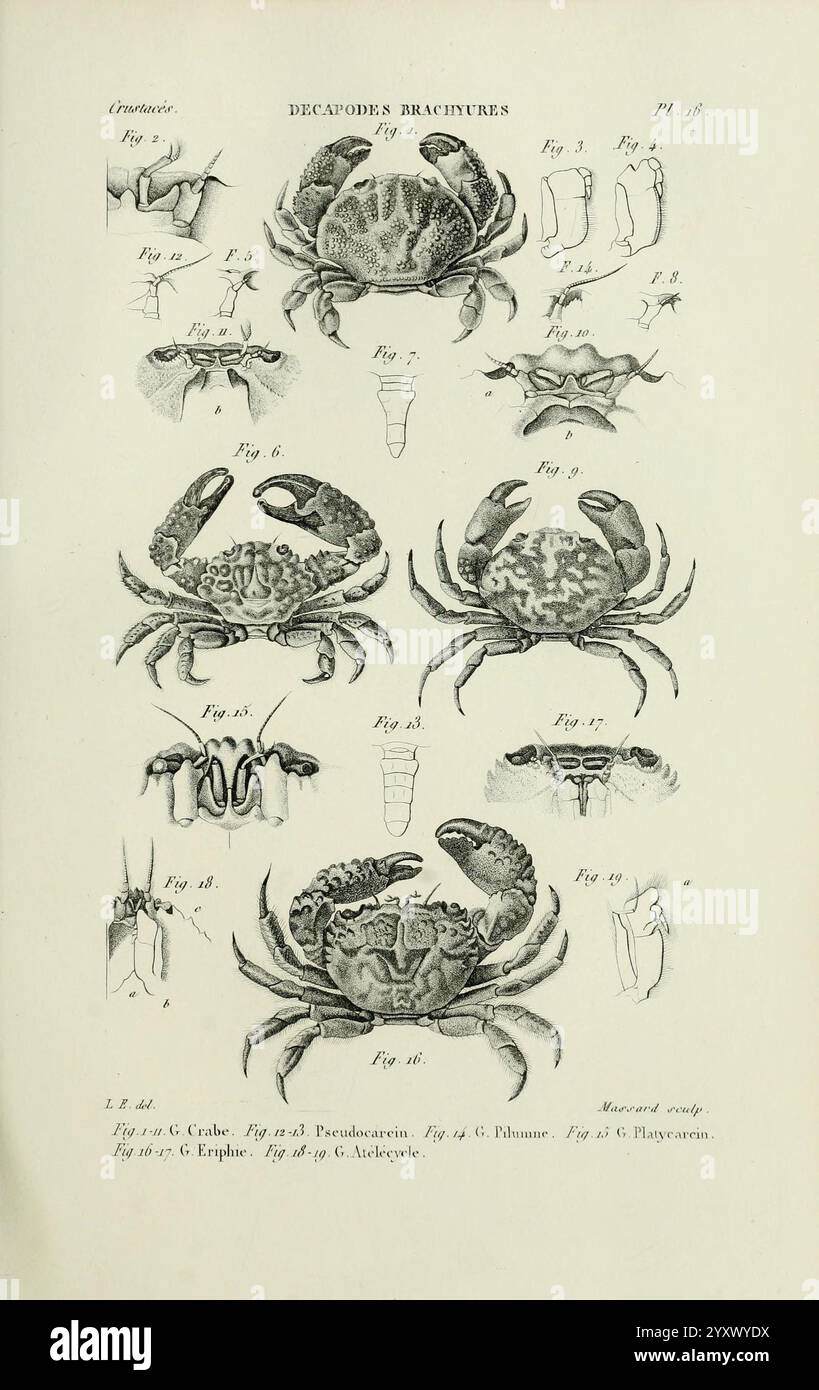 Lower portion highlights anatomical details hi-res stock photography ...