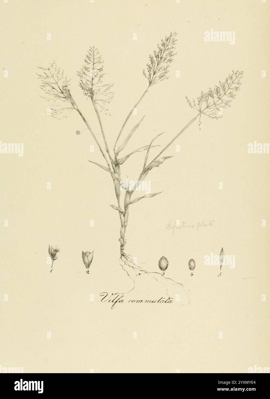Species Graminum, Petropoli, Impensis Academiae Imperialis Scientiarum ...