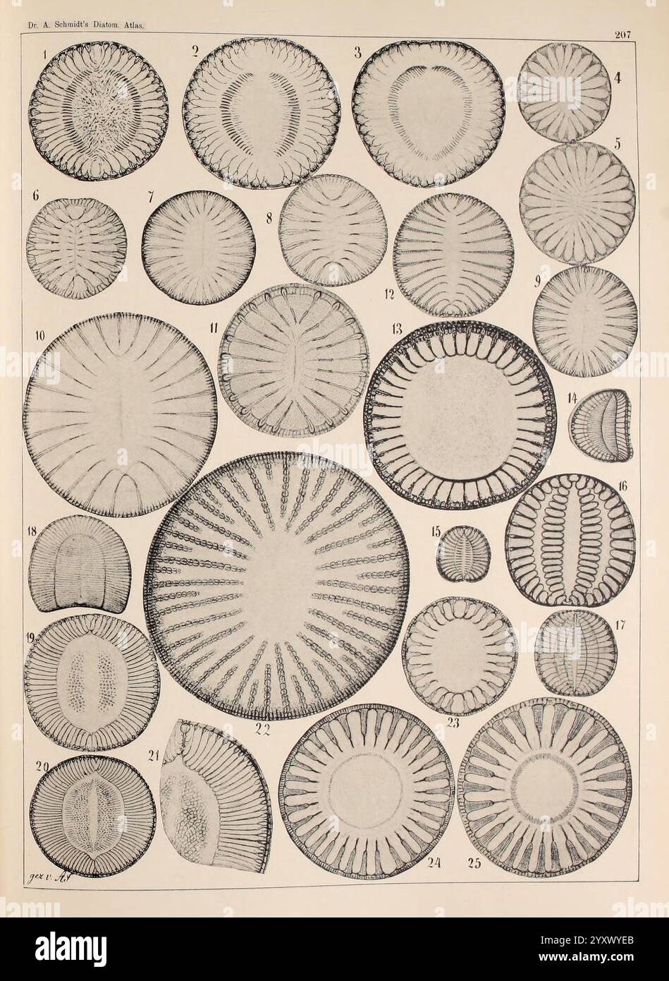 Showcases three distinct forms hi-res stock photography and images - Alamy