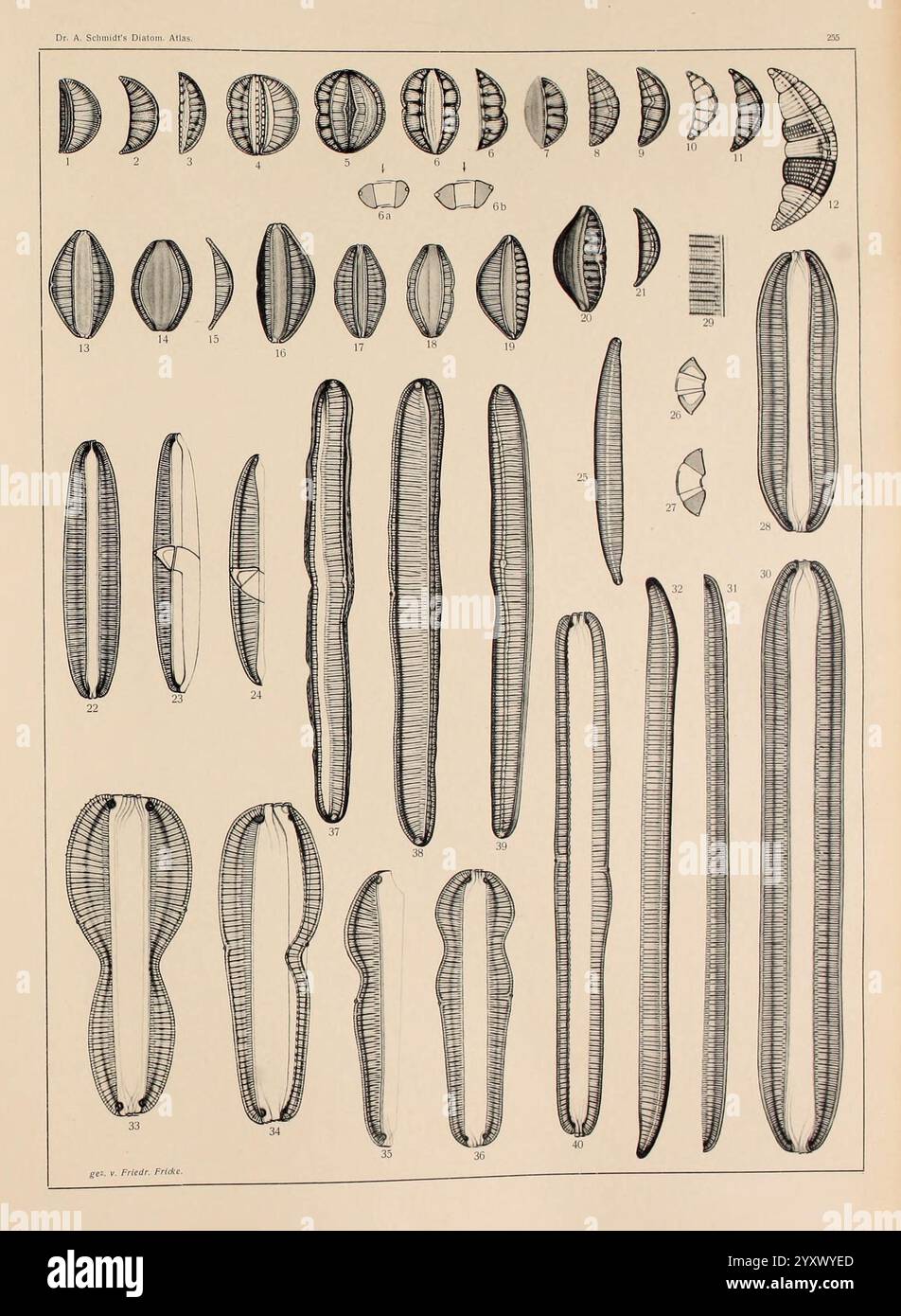 Structural features characteristic hi-res stock photography and images ...