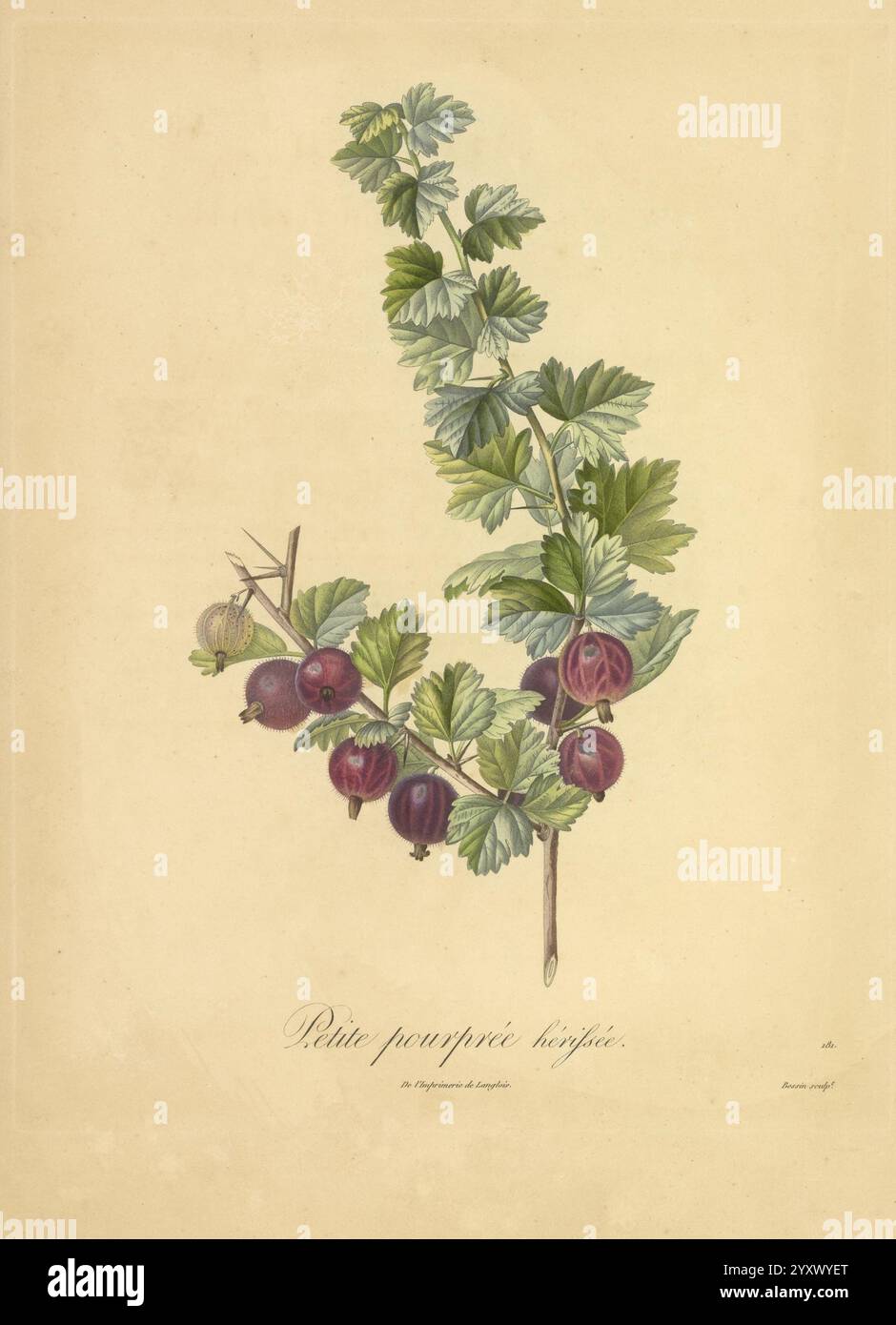 Fruits plump form hi-res stock photography and images - Alamy