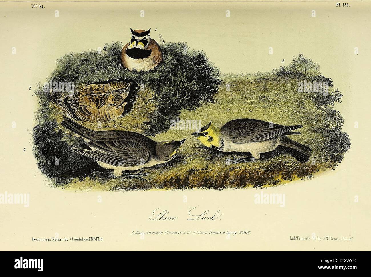 Displaying distinct plumage hi-res stock photography and images - Alamy