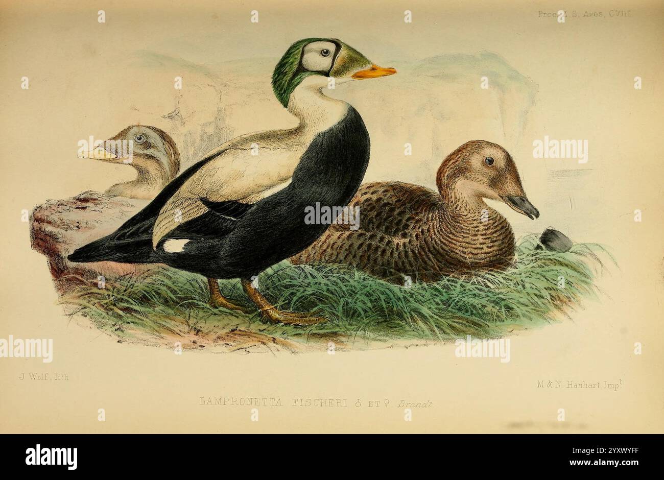 Illustration features three distinct duck species hi-res stock ...