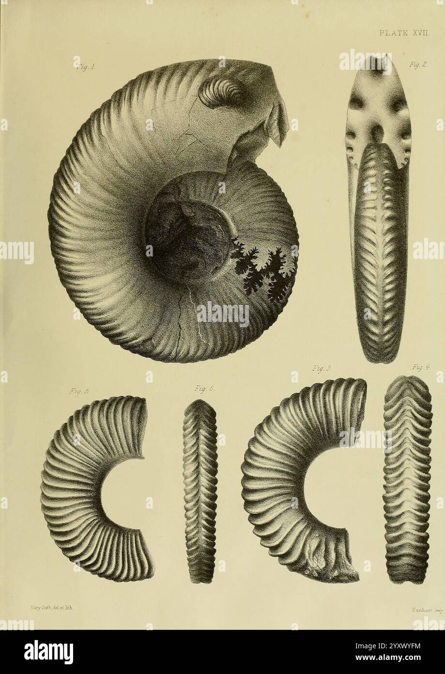 Paleontological documentation hi-res stock photography and images - Alamy