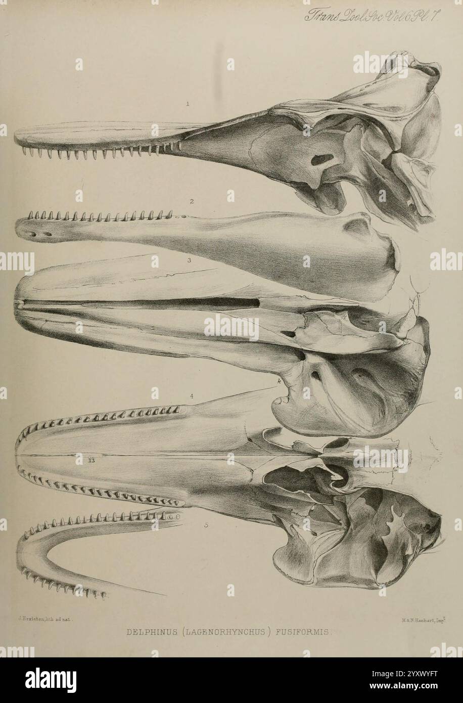 Transactions, of, the, Zoological, Society, of, London, London ...
