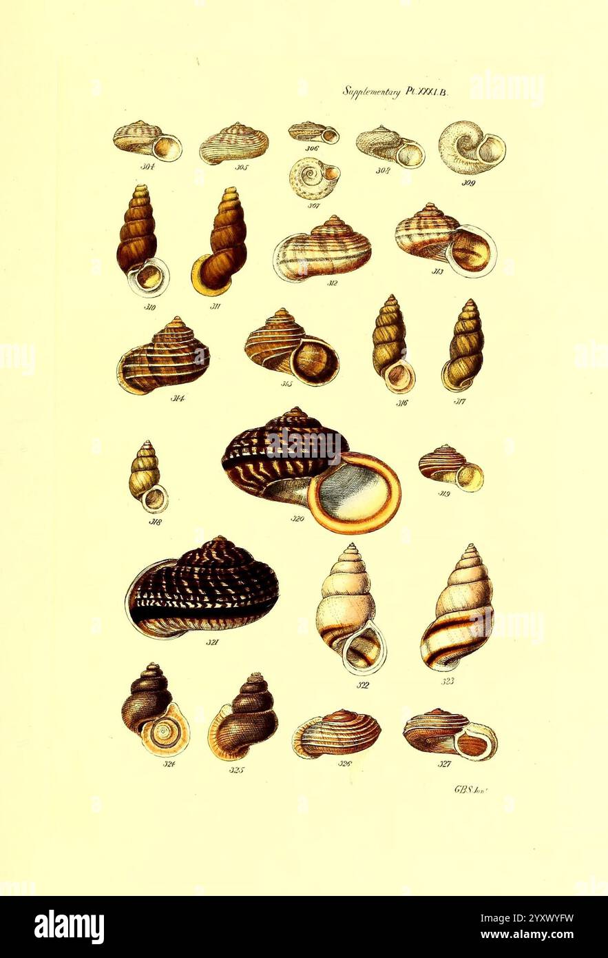 Detailed illustrations capture hi-res stock photography and images - Alamy