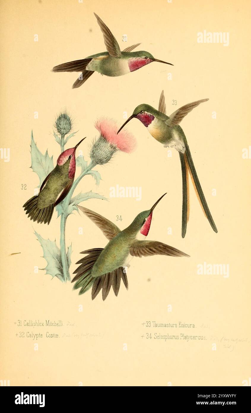 Hummingbirds unique characteristics hi-res stock photography and images ...