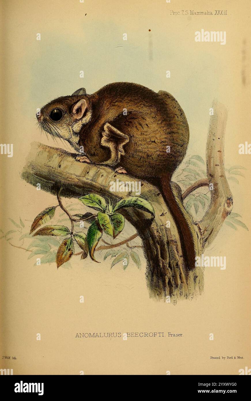 Bushy tail wraps hi-res stock photography and images - Alamy