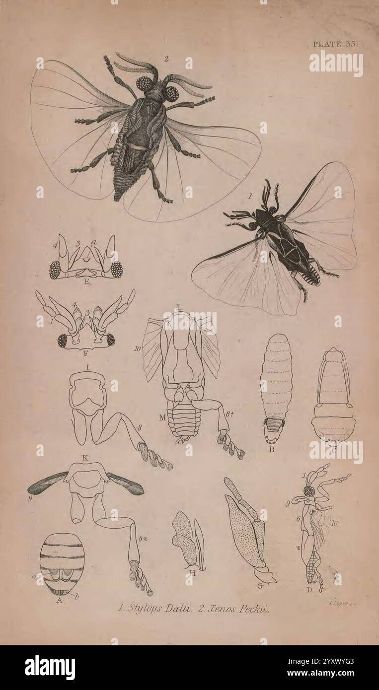 The naturalist's library, Edinburgh, W. H. Lizars, 1833-, entomology ...