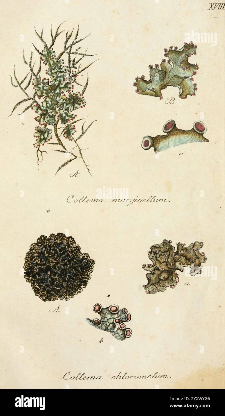 Top section depicts collema marginicollum hi-res stock photography and ...