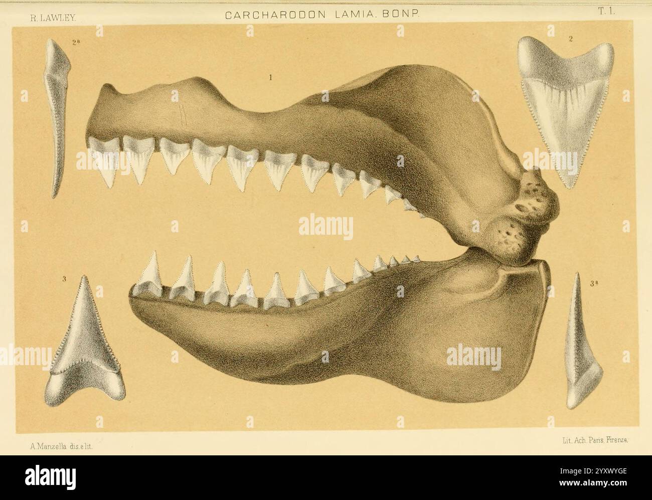 Studi comparativi sui pesci fossili coi viventi dei generi Carcharodon ...
