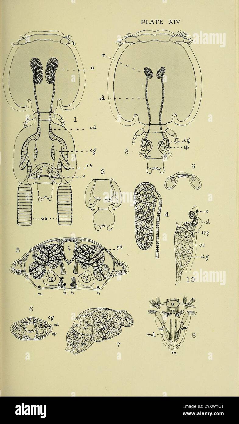Labeled section showcases different organs hi-res stock photography and ...