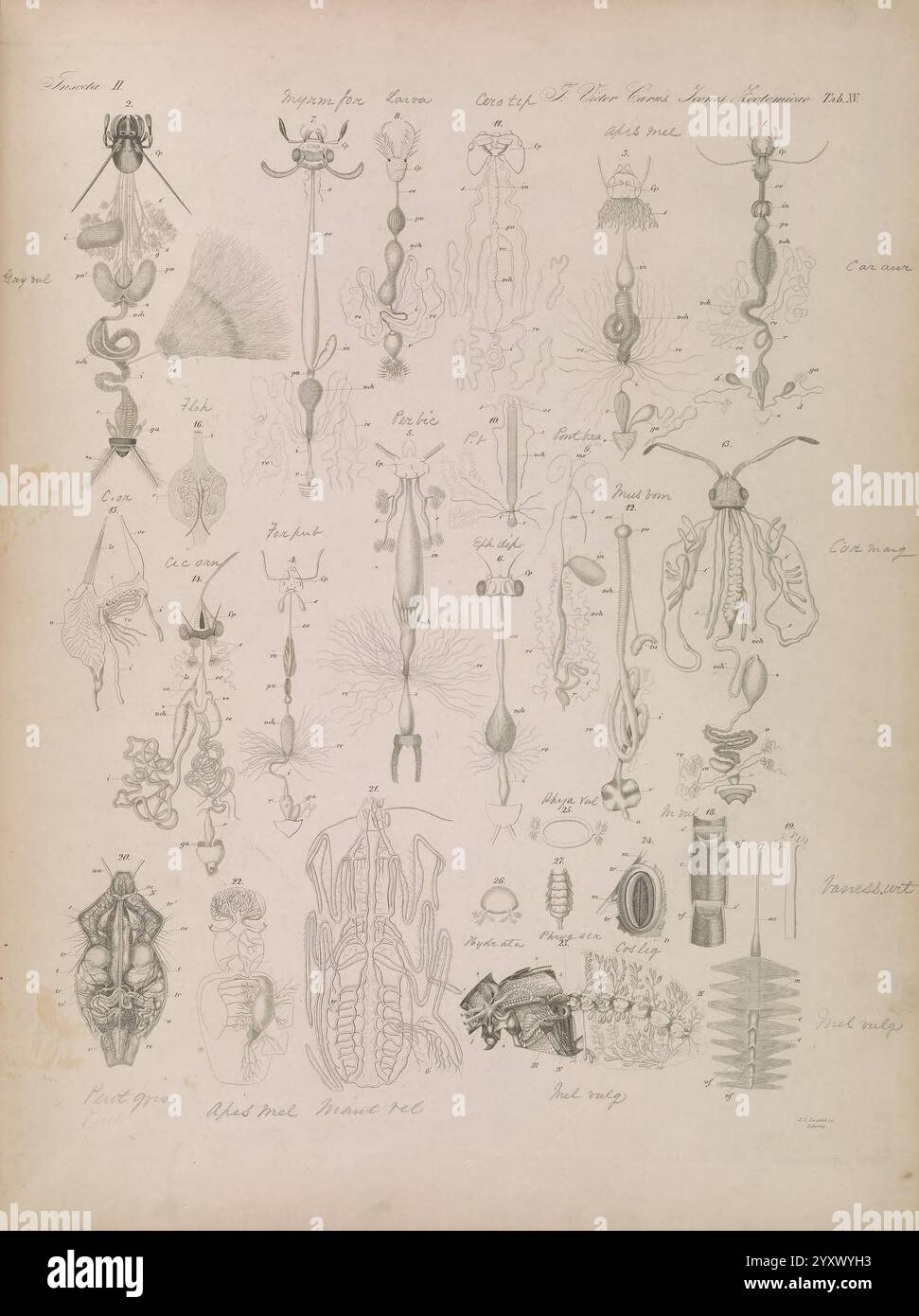 Icones zootomicae, Leipzig, W. Engelmann, 1857, atlases, anatomy ...