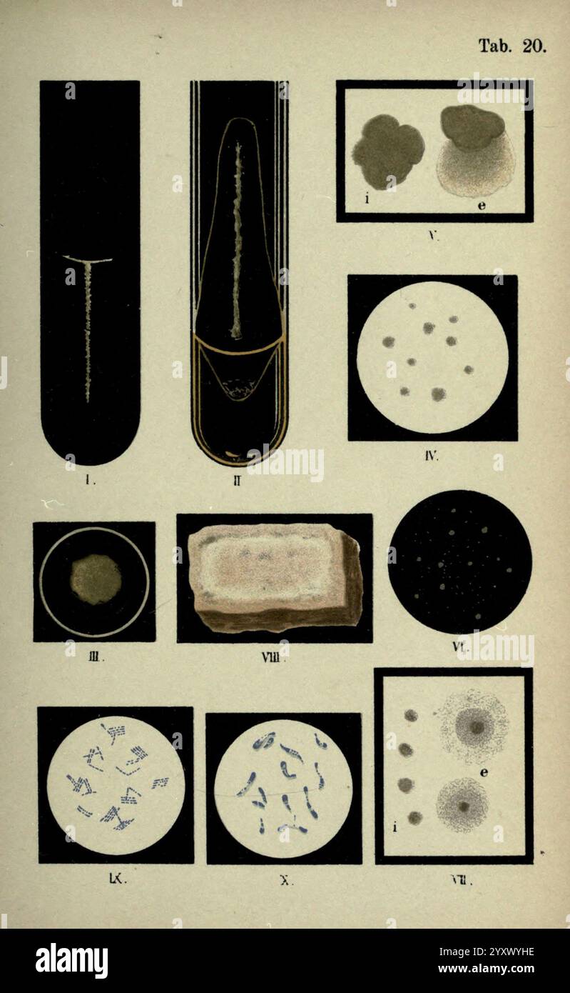 Showcasing various microorganisms hi-res stock photography and images ...