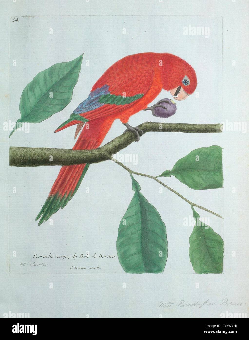 Ornithologie Paris The Artist 1773-1792 birds pictorial works, A ...