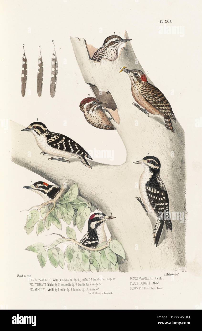 Picus wagleri hi-res stock photography and images - Alamy