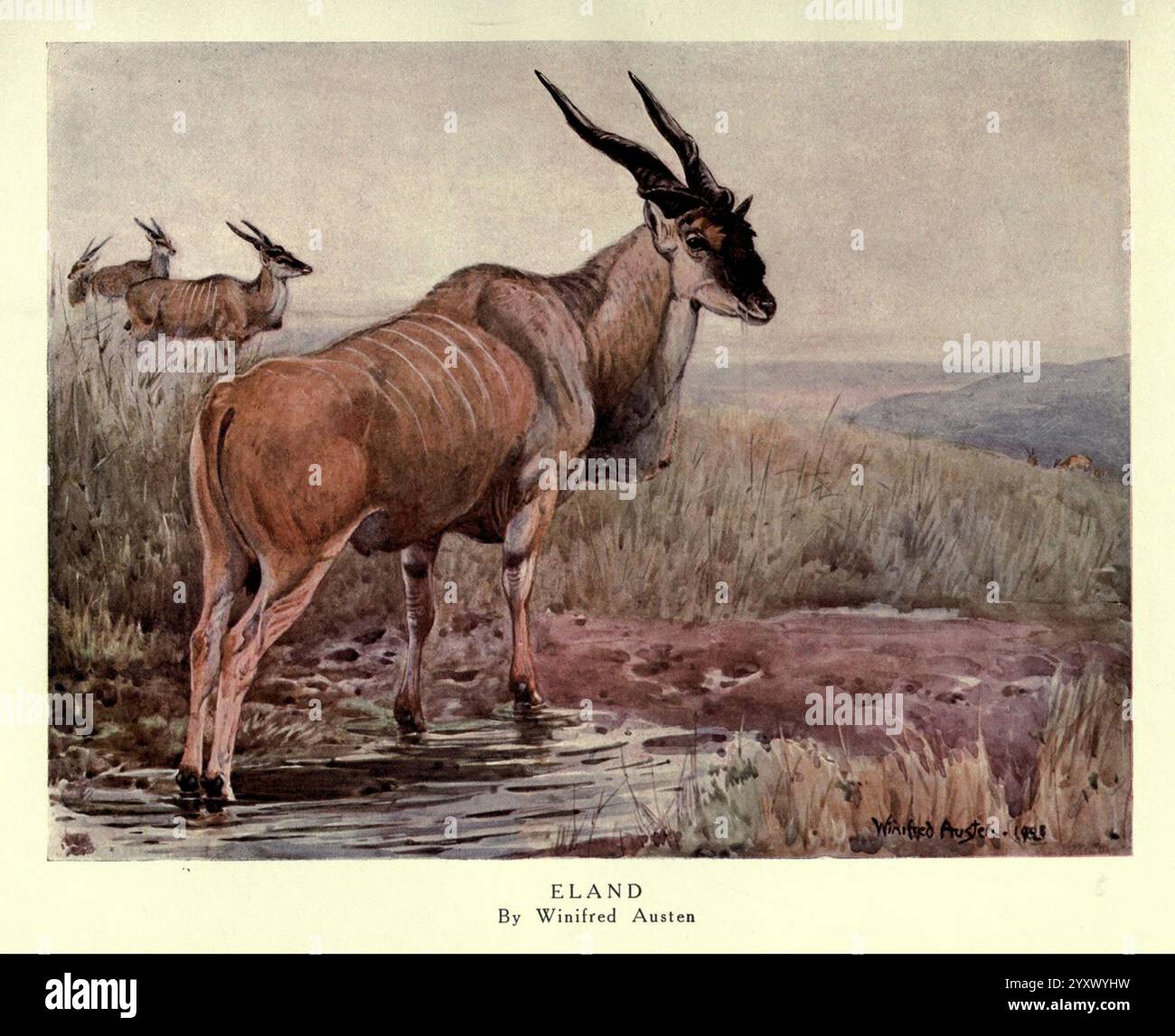 Featuring robust limbs hi-res stock photography and images - Alamy