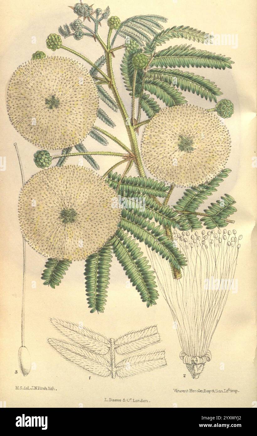 Curtis's botanical magazine, London, New York, botany, periodicals ...