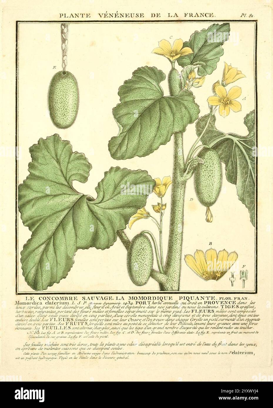 Cucumbers morphology hi-res stock photography and images - Alamy