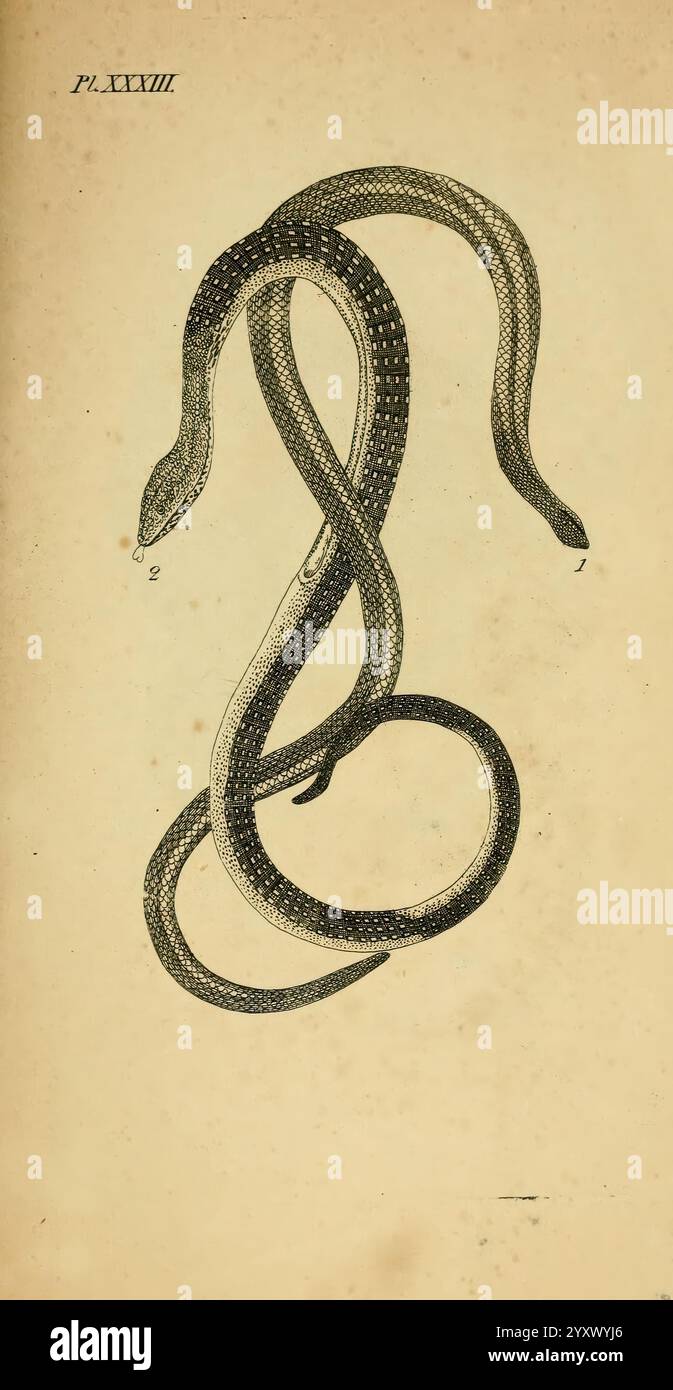 Multiple snake species hi-res stock photography and images - Alamy