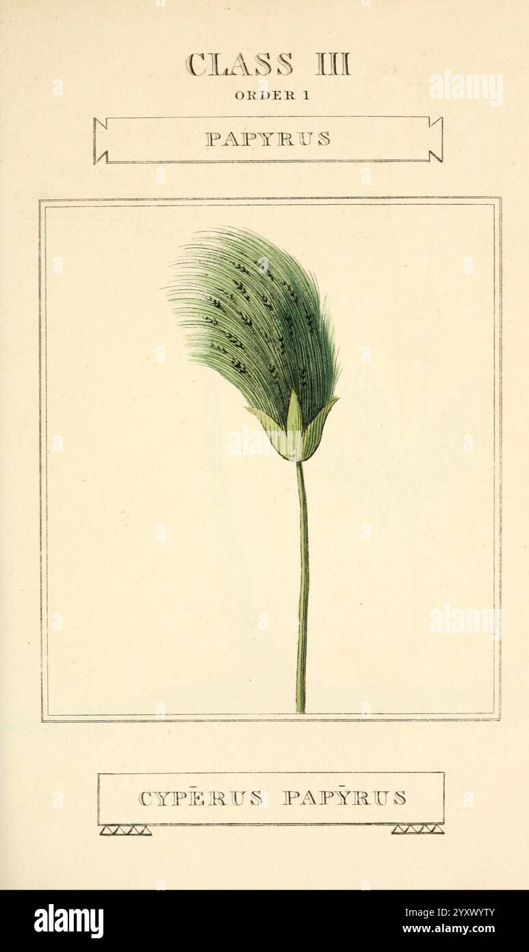 Elements, of, the, science, of, botany, London, printed, by, T, Bensley ...