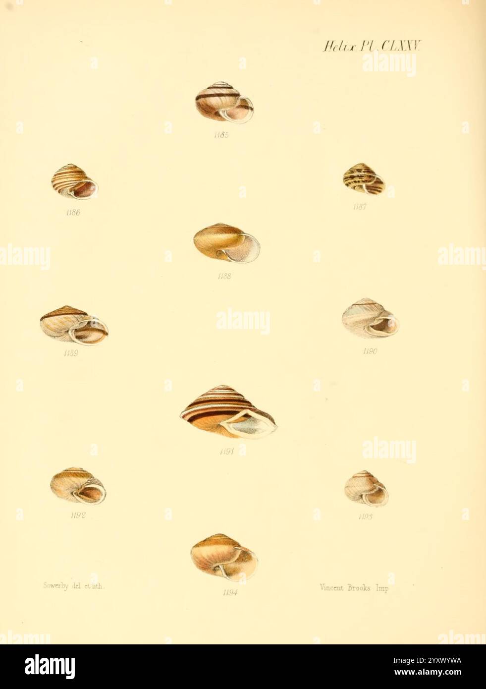 Elegantly detailed shells hi-res stock photography and images - Alamy