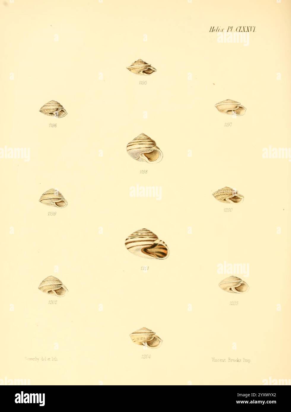 Cataloging details hi-res stock photography and images - Alamy