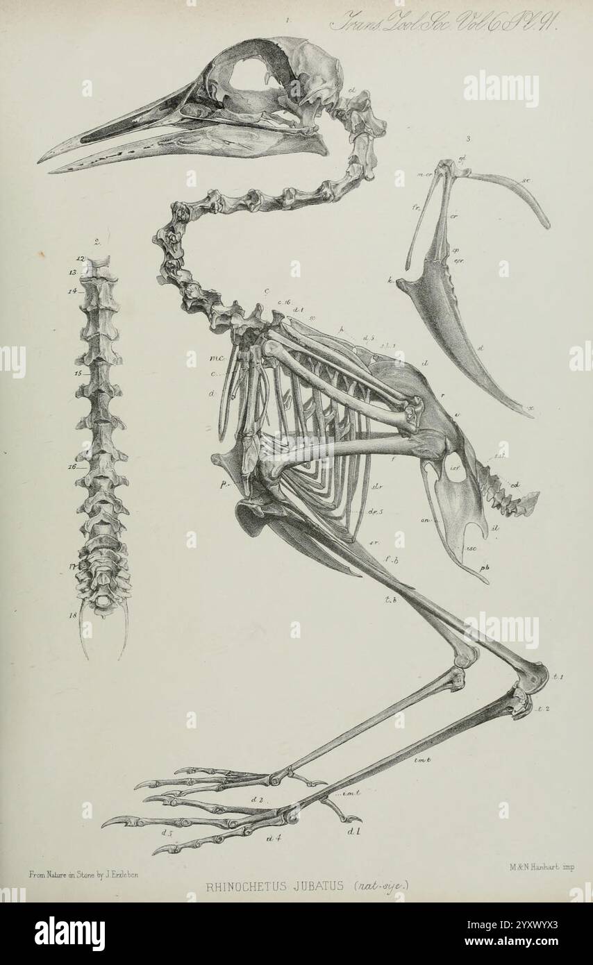 Transactions of the Zoological Society of London London Published for ...