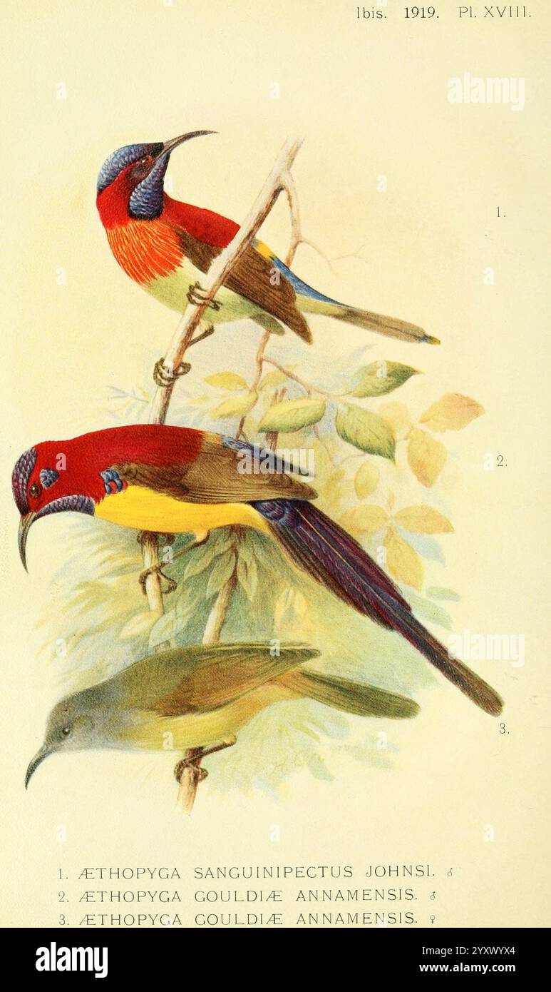 Second species showcases hi-res stock photography and images - Alamy