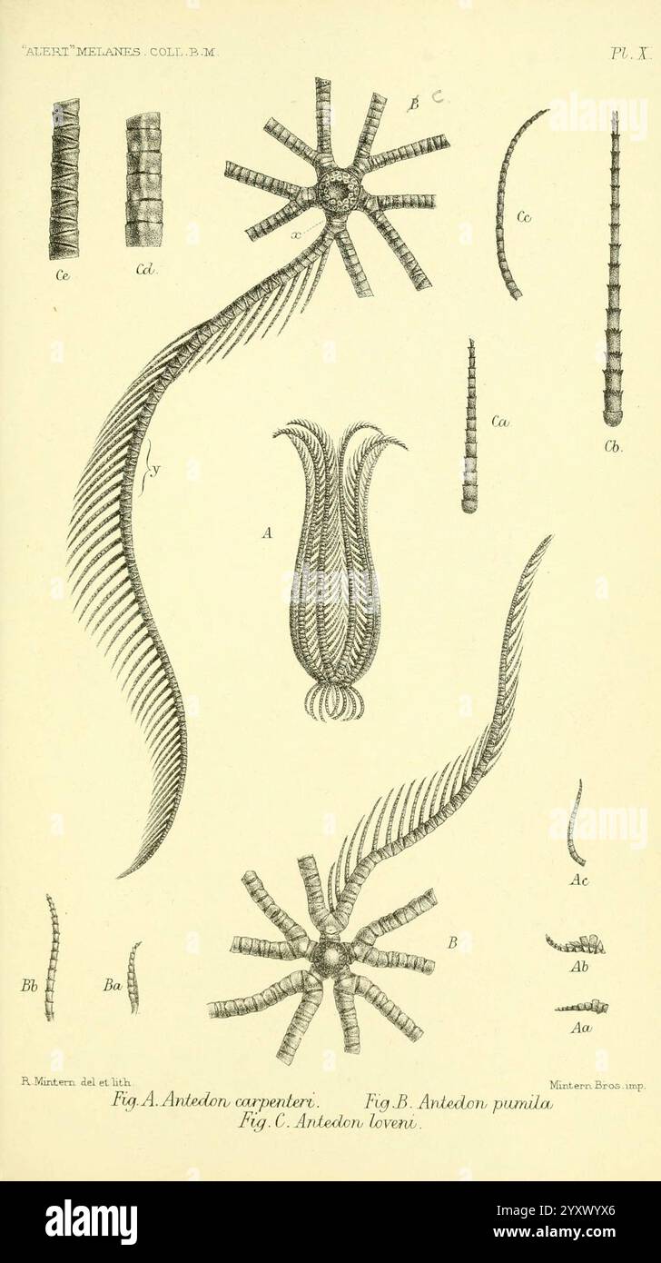 Antedon carpenteri hi-res stock photography and images - Alamy