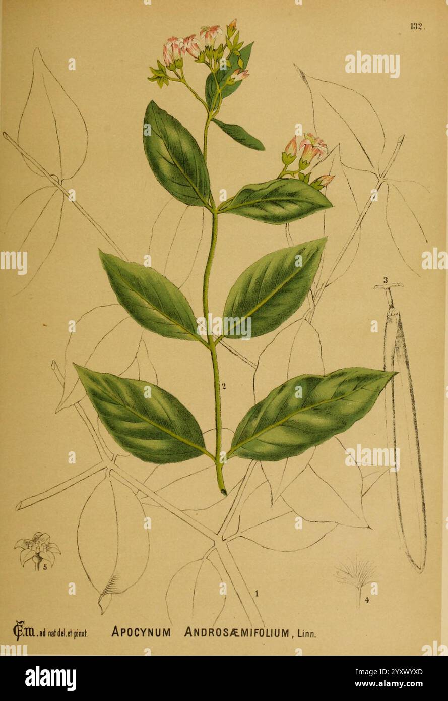 American, medicinal, plants, New York, Boericke & Tafel, c1887, botany ...
