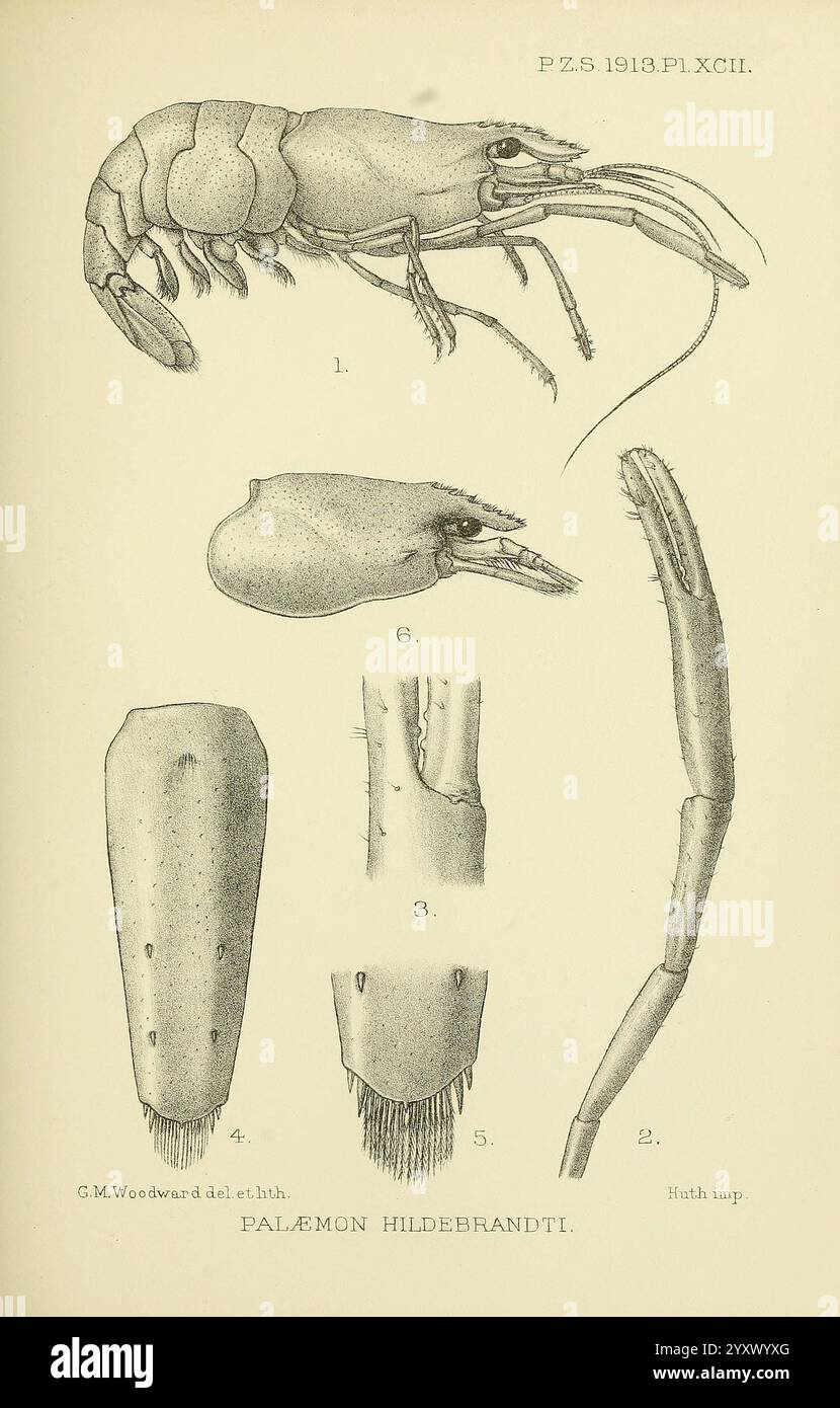 Proceedings of the Zoological Society of London, London, Academic Press ...