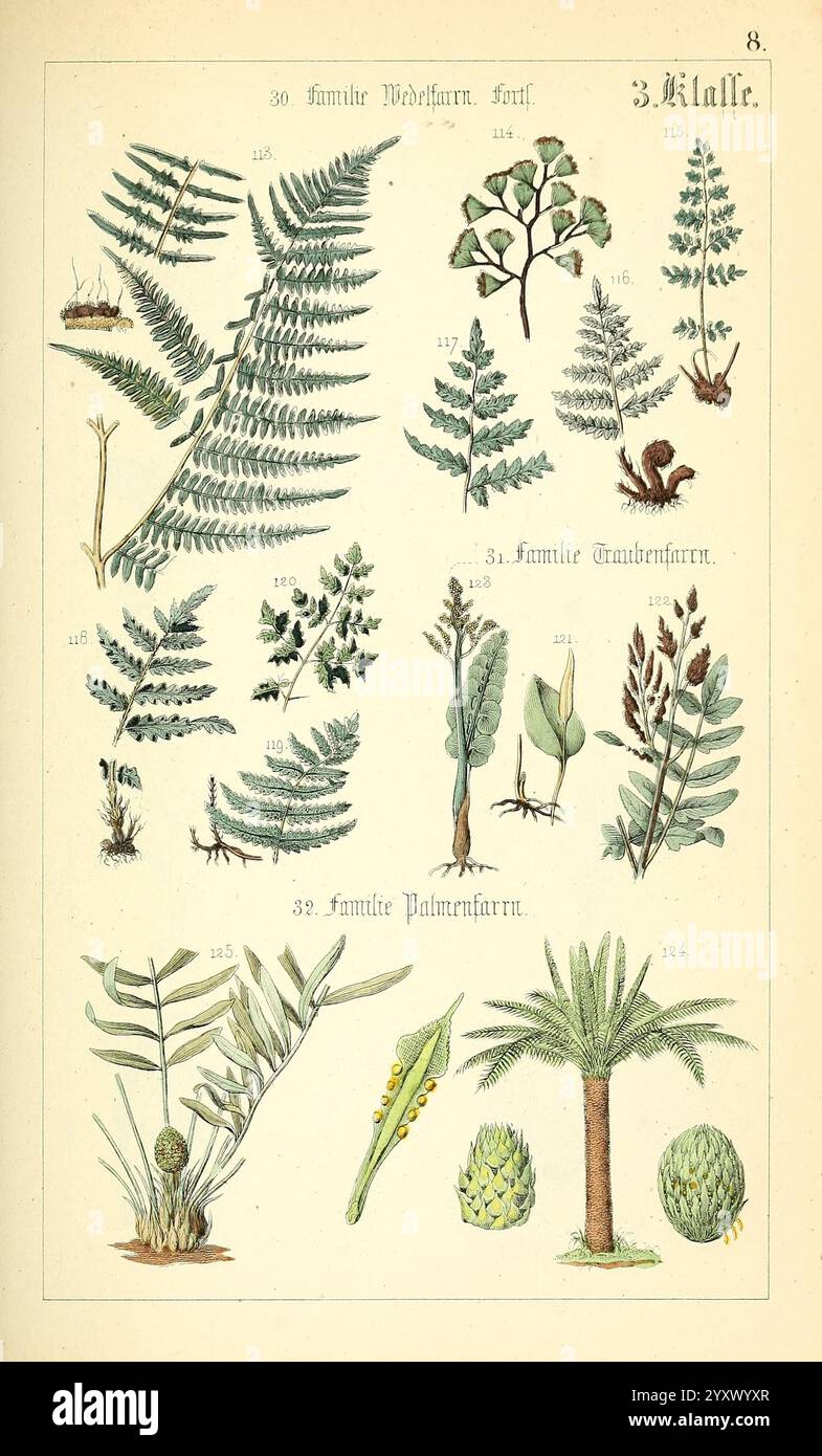 Displayed ferns hi-res stock photography and images - Alamy