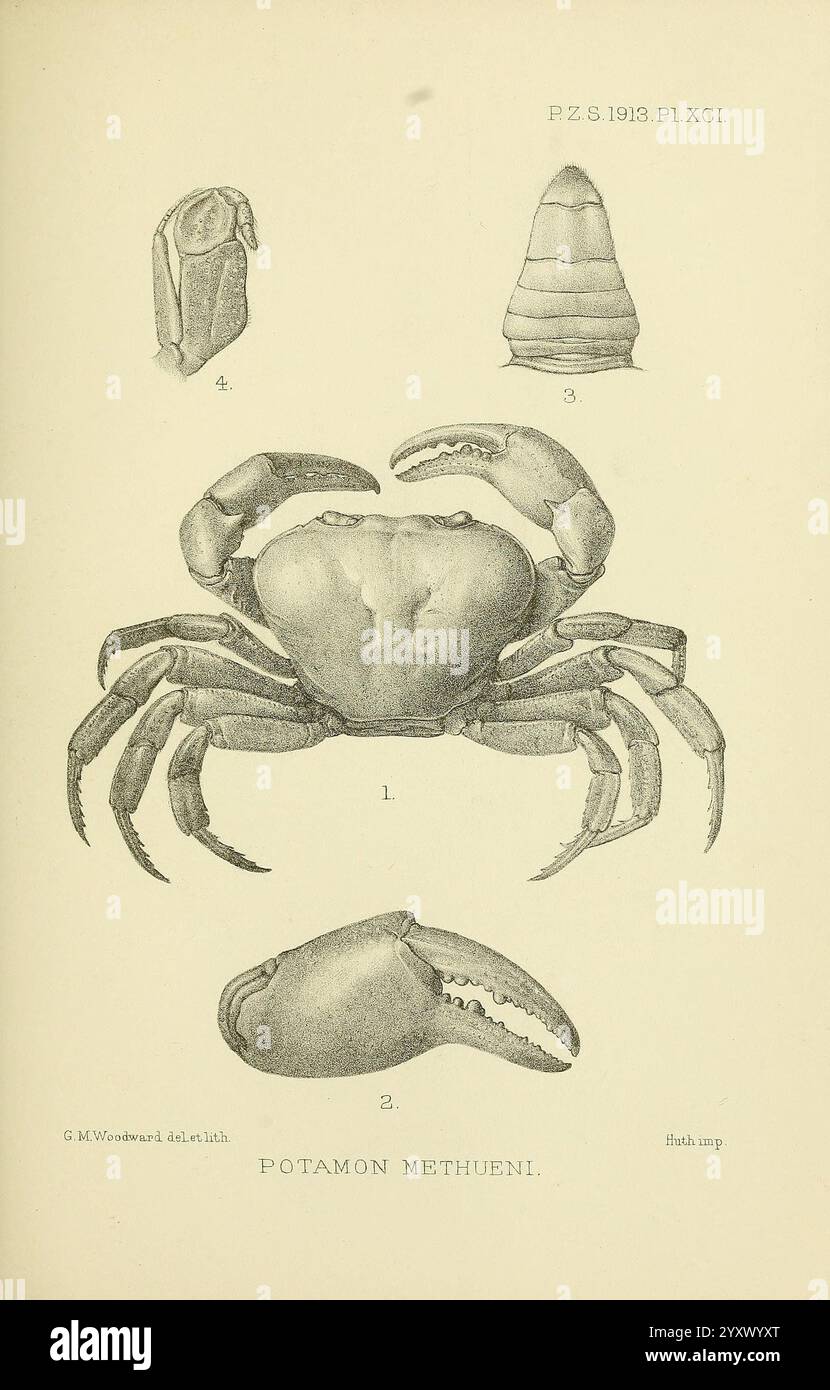 Labeled diagrams enhance hi-res stock photography and images - Alamy