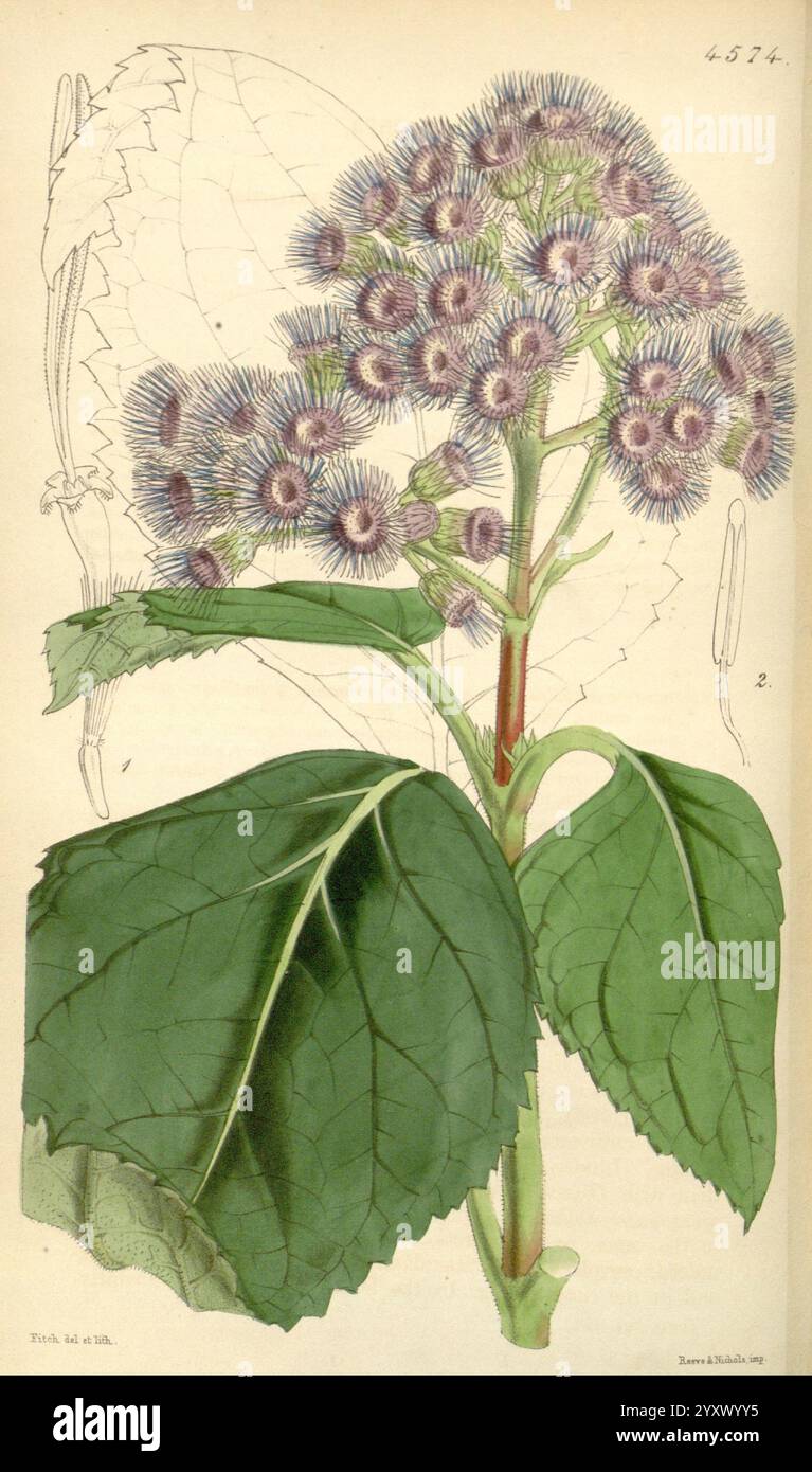Curtis's Botanical Magazine, London, New York, botanical illustration ...