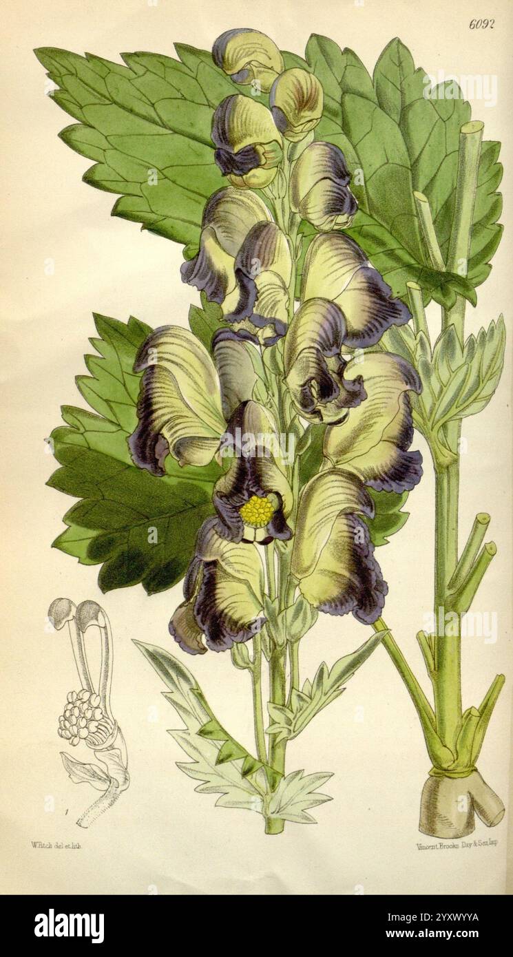 Spike showcases multiple blossoms characterized hi-res stock ...