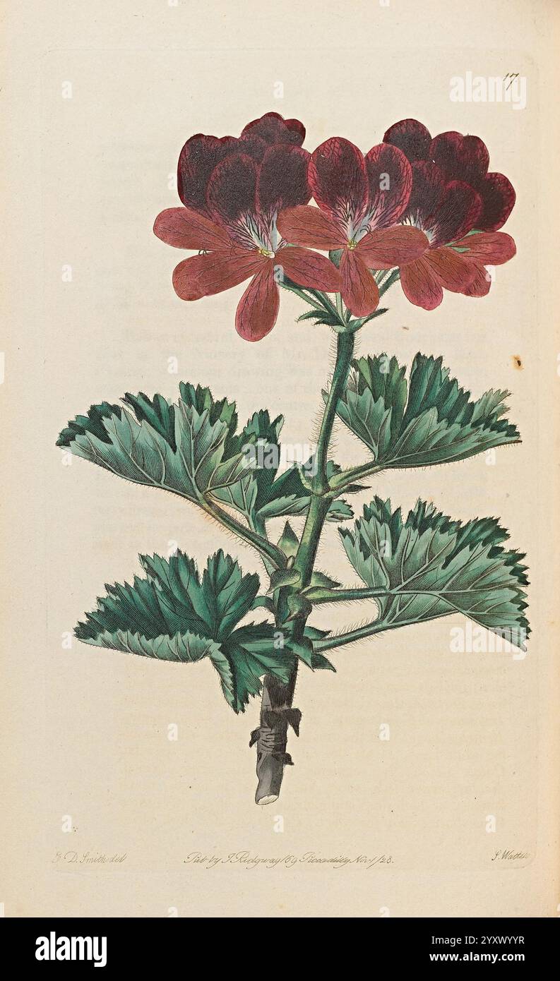 Geraniaceae, London, Printed for James Ridgway, Piccadilly, 1820-1830 ...