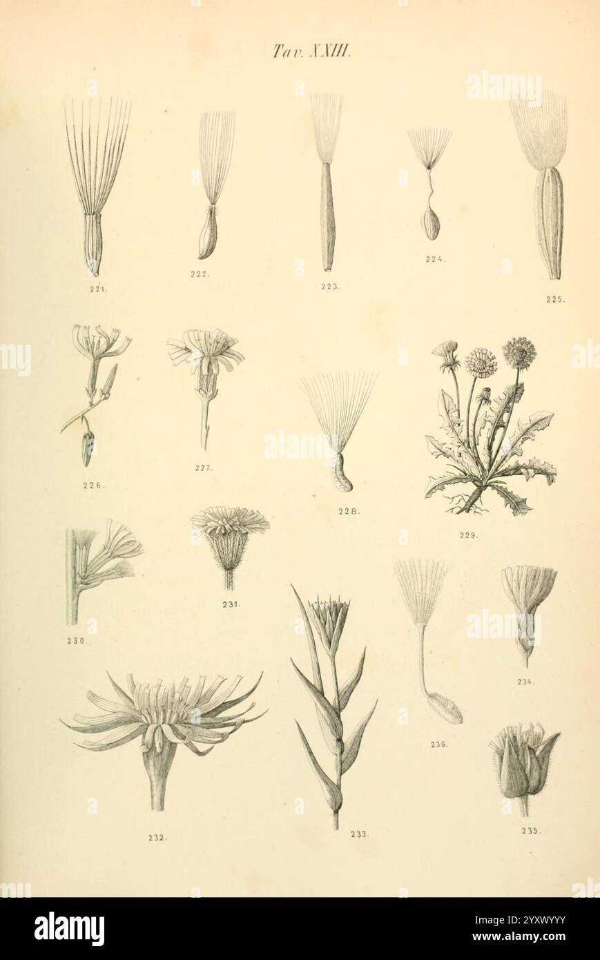 Flora Marchigiana, Pesaro, Premiato Stab. Tipo-Lit. Federici, 1890-1891 ...