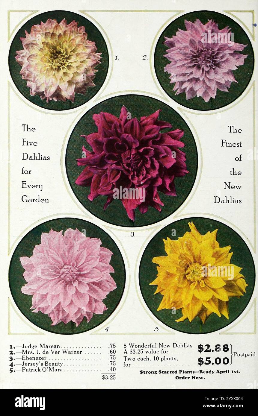 Woman florist springfield ohio baines 1928 flowers hi-res stock ...