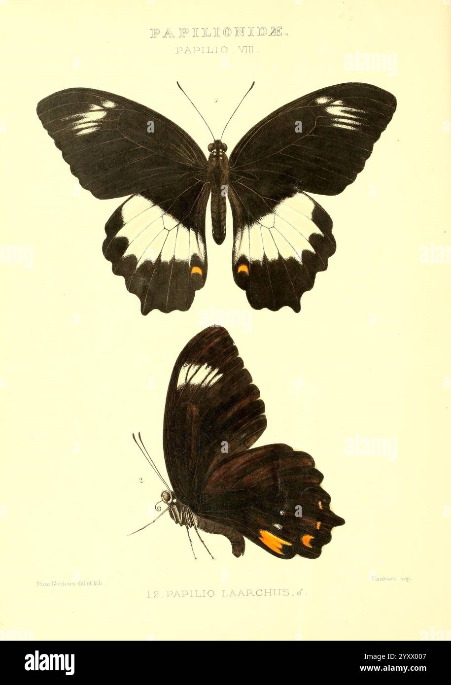 Rhopalocera exotica London, Gurney & Jackson, 1887-1902, butterflies ...