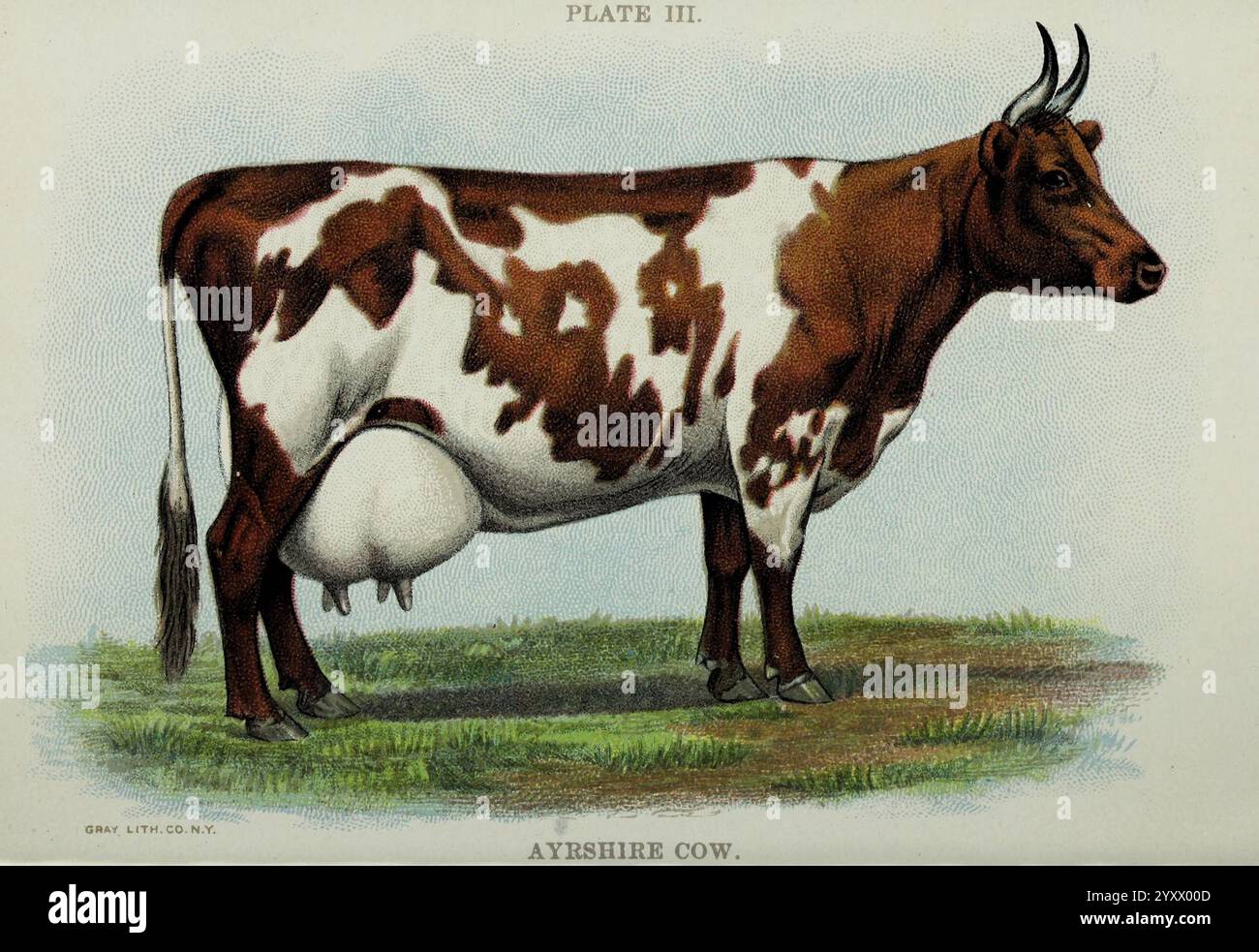 Breeds importance hi-res stock photography and images - Alamy