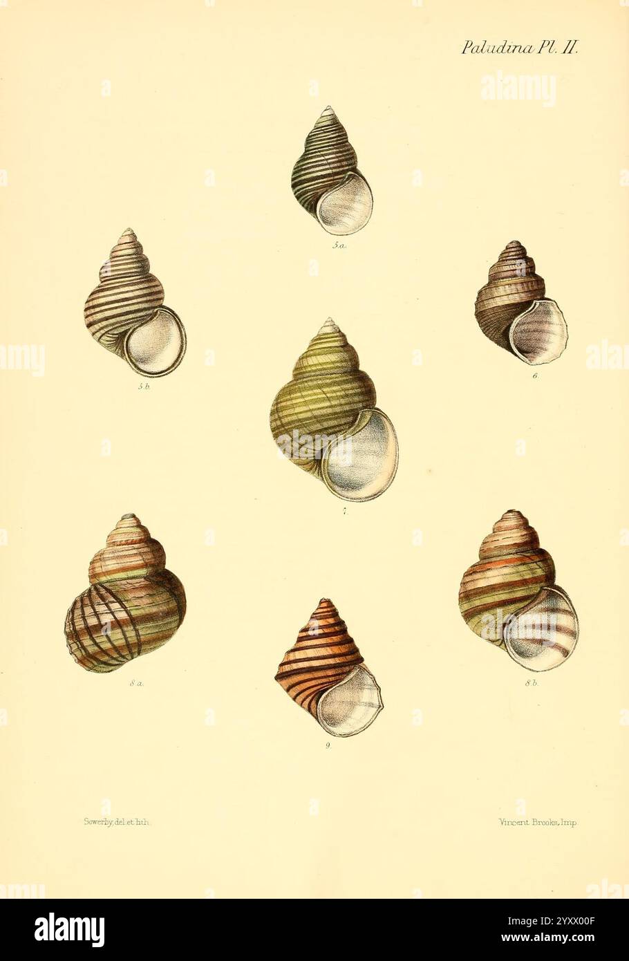Conchologia Iconica, or Illustrations of the Shells of Molluscous ...